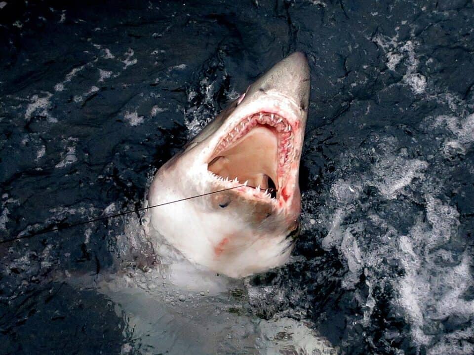 9 Shark Species That Prefer Warm Water — And 4 That Thrive in Cold