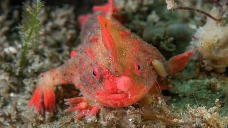 12 Weird Ocean Creatures Found Off Australia Coast - Animals Around The ...