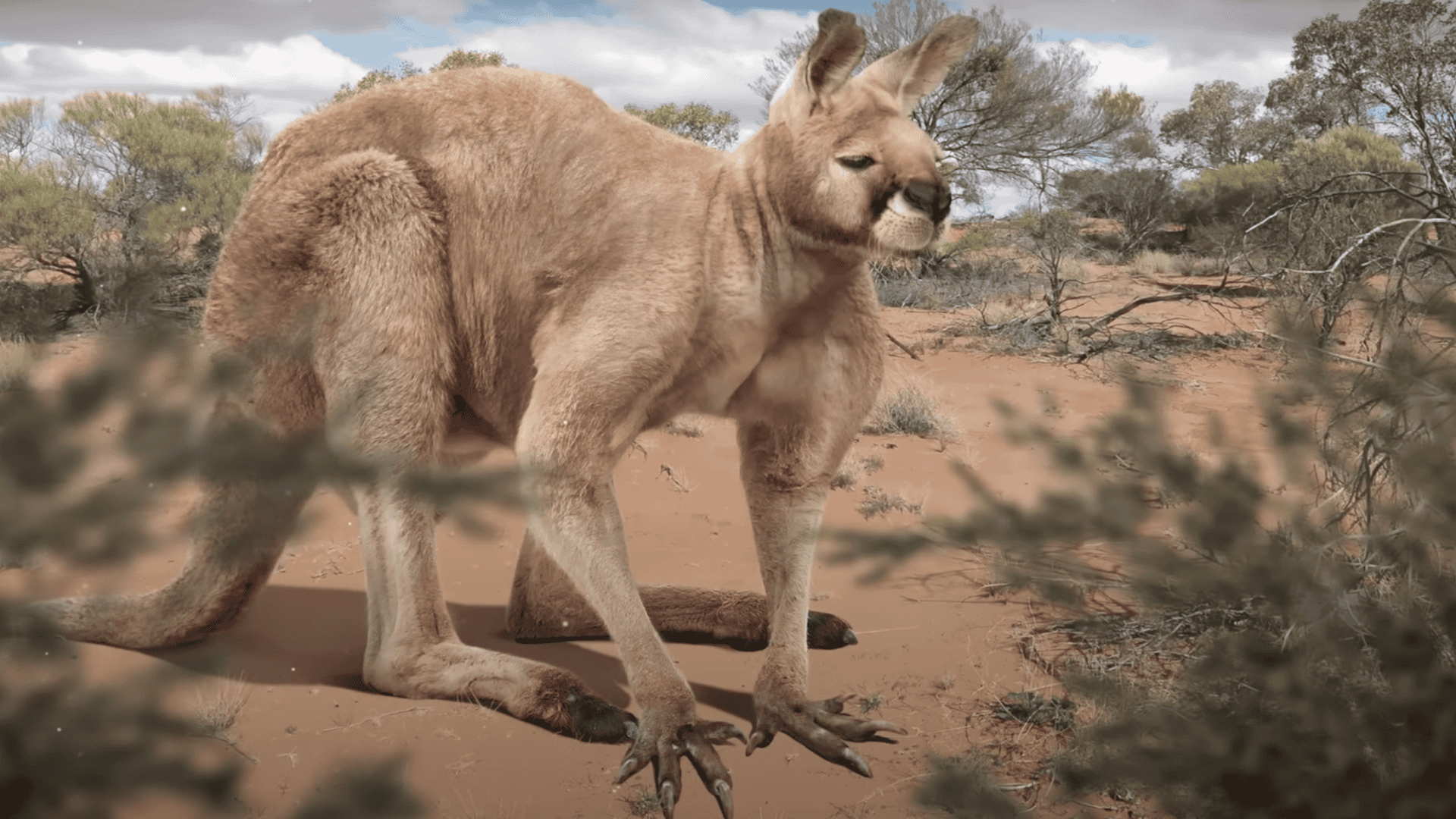 Why Do Kangaroos Hop? - Animals Around The Globe