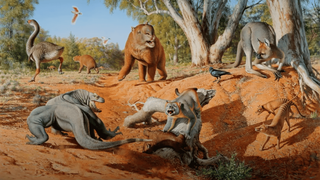 Million Year Old Prehistoric Kangaroo Discovered in Australia