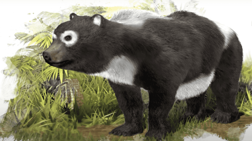 11 Million Year Old Giant Panda Ancestor Discovered In Germany