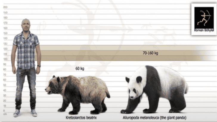 11 Million Year Old Giant Panda Ancestor Discovered In Germany