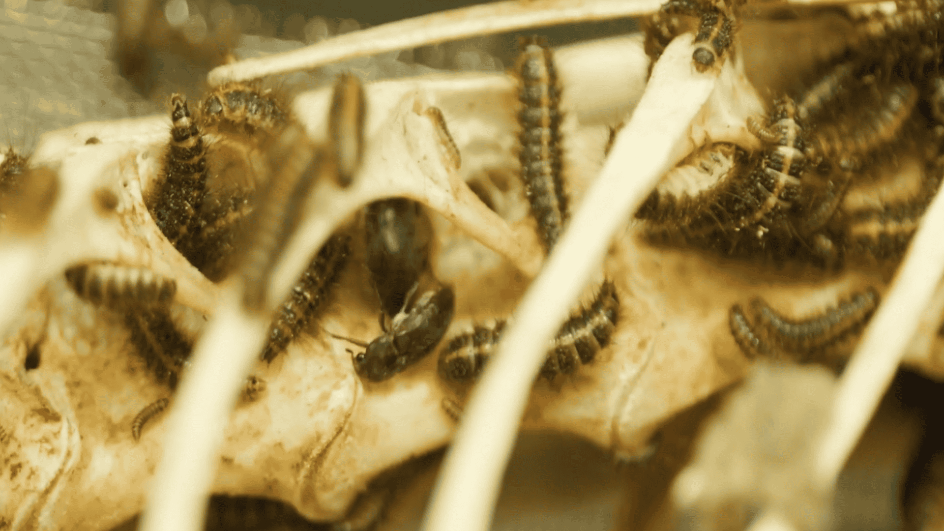 The Beetle That Solves Crimes And Works In Museums - Animals Around The ...