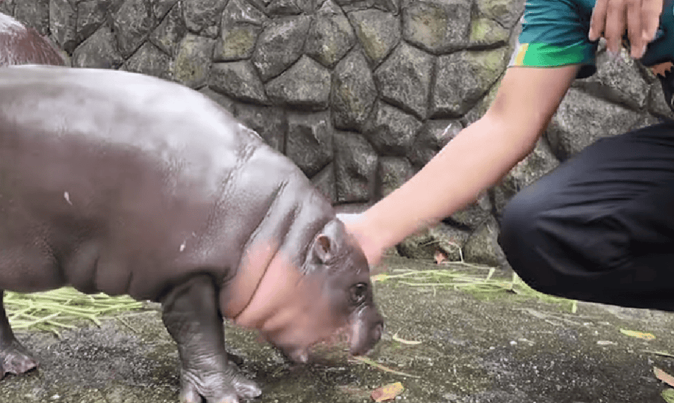 Tiny Pygmy Hippo Becomes Global Star, But Fame Puts Her Peace at Risk ...