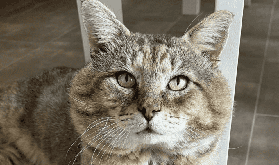 Caring Woman Rescues Injured Feral Tomcat, Helping Him Thrive Into a ...
