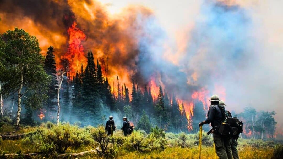 How Extreme Weather Affects Animal Migration Patterns - Animals Around ...