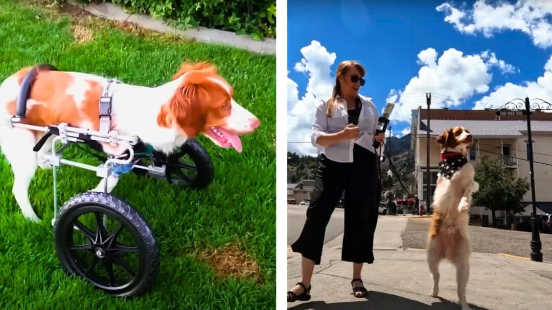 Dexter the Dog From Colorado Said Goodbye to His Wheelchair and Now ...