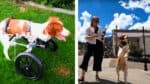 Dexter the Dog From Colorado Said Goodbye to His Wheelchair and Now ...