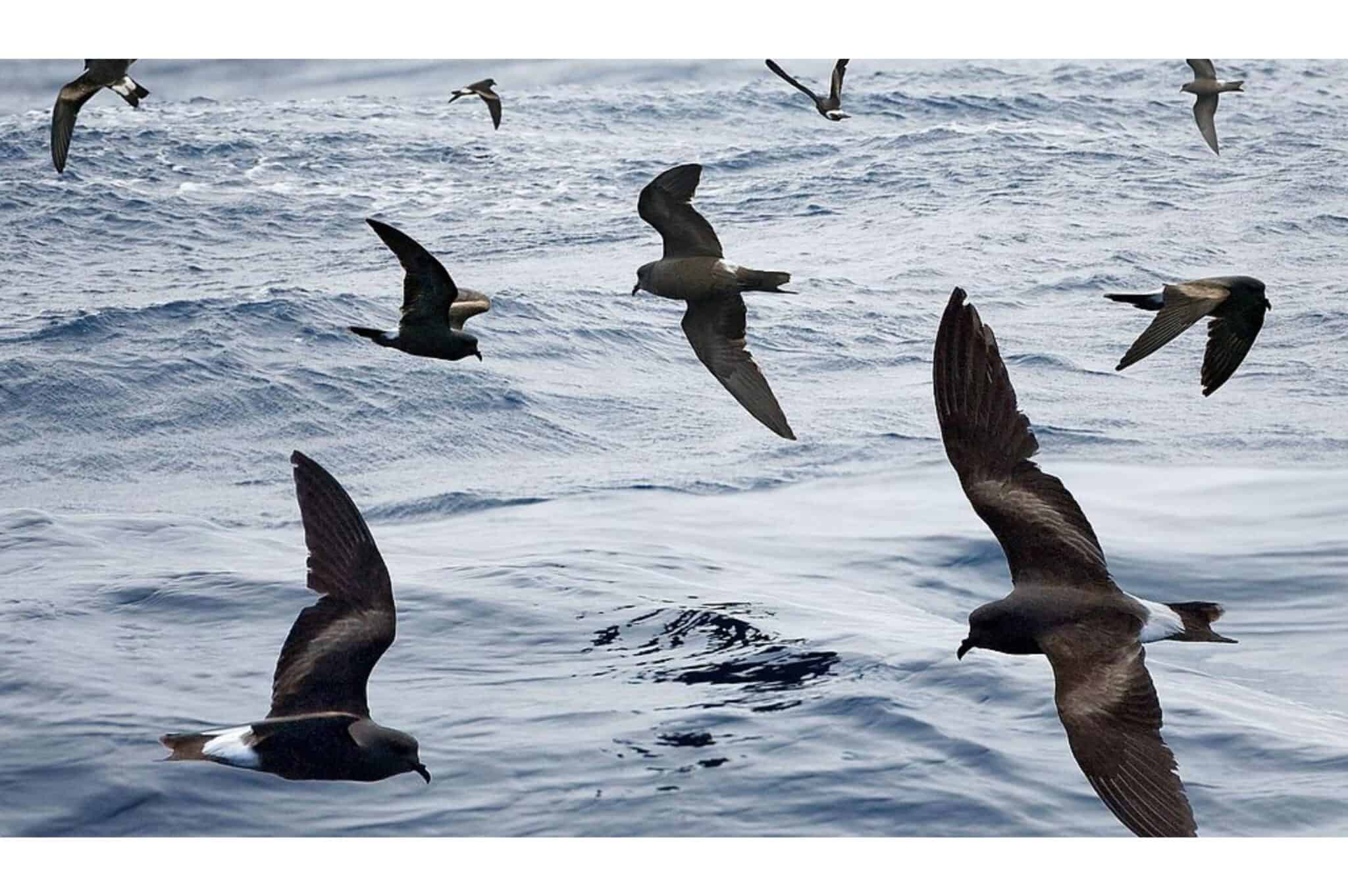 13 Bird Species That Can Fly for Days Without Landing - Animals Around ...