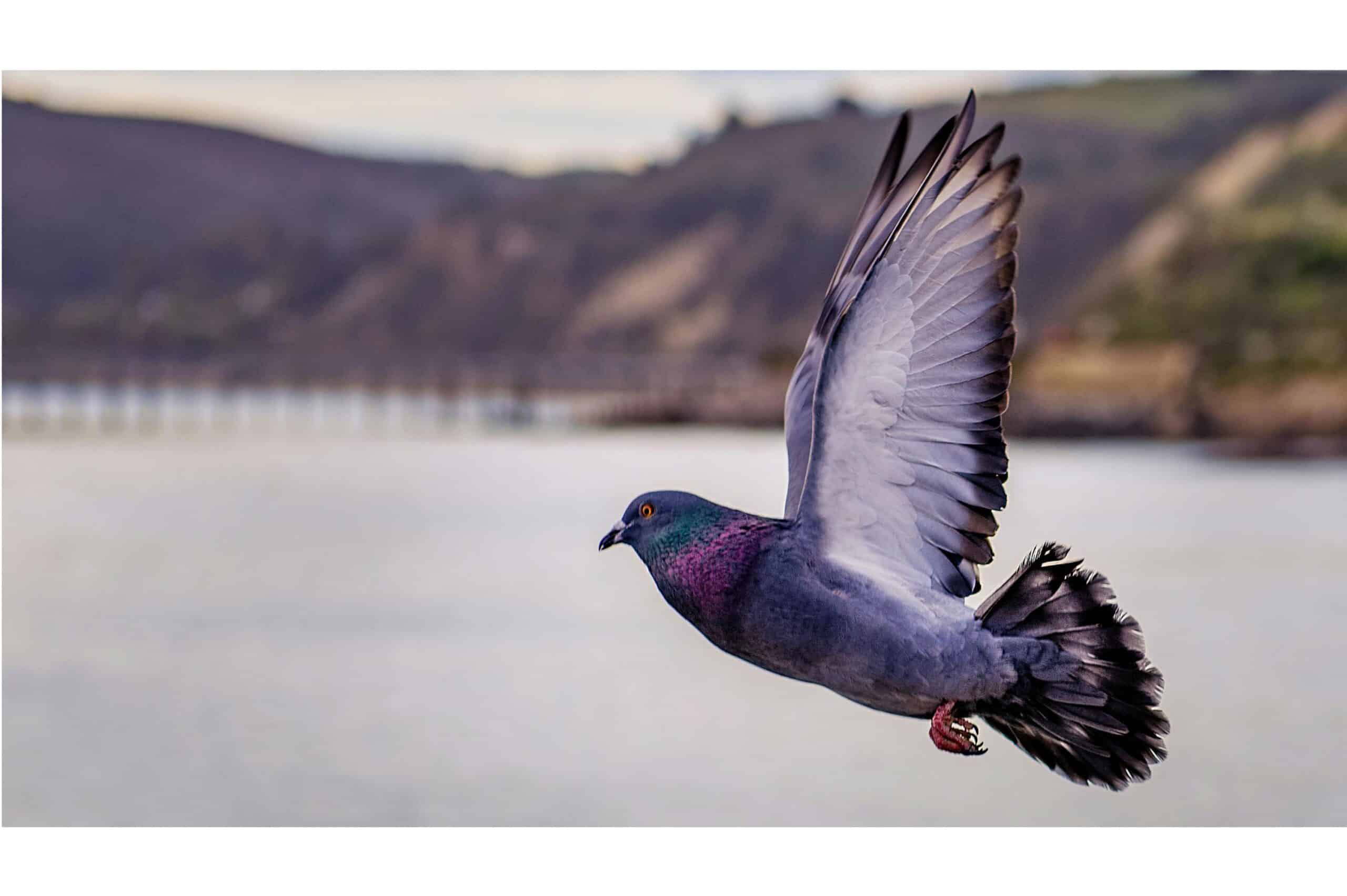 Why Some Birds See Colors Humans Never Can - Animals Around The Globe