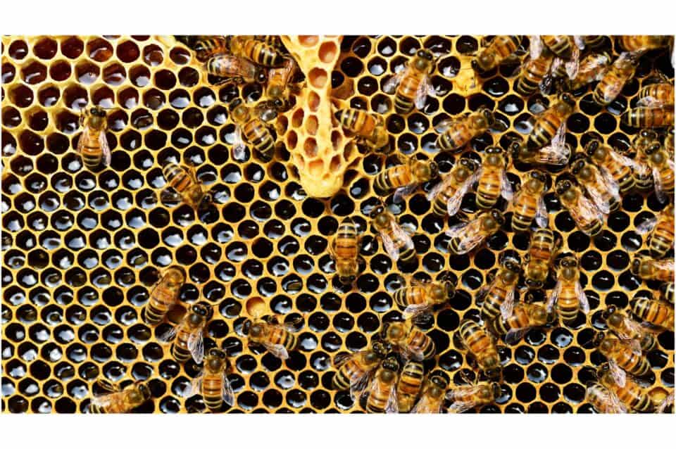 Why Bees Are Vanishing—and What It Means for Humans