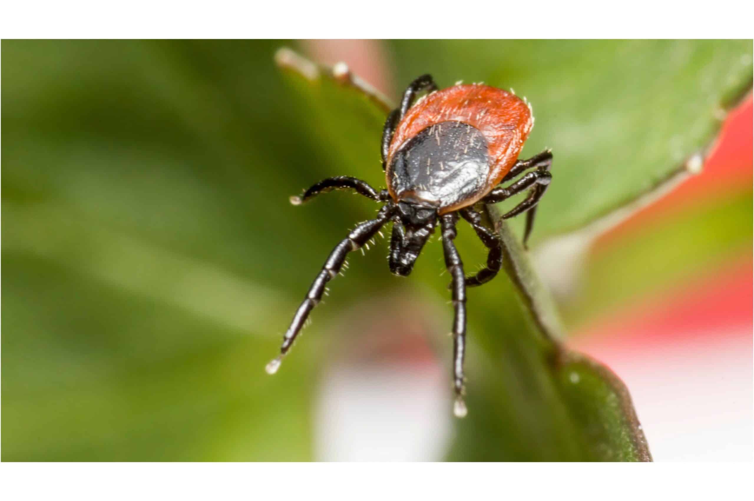 New Tick-borne Virus Discovered in China Affects Your Brain - Animals ...