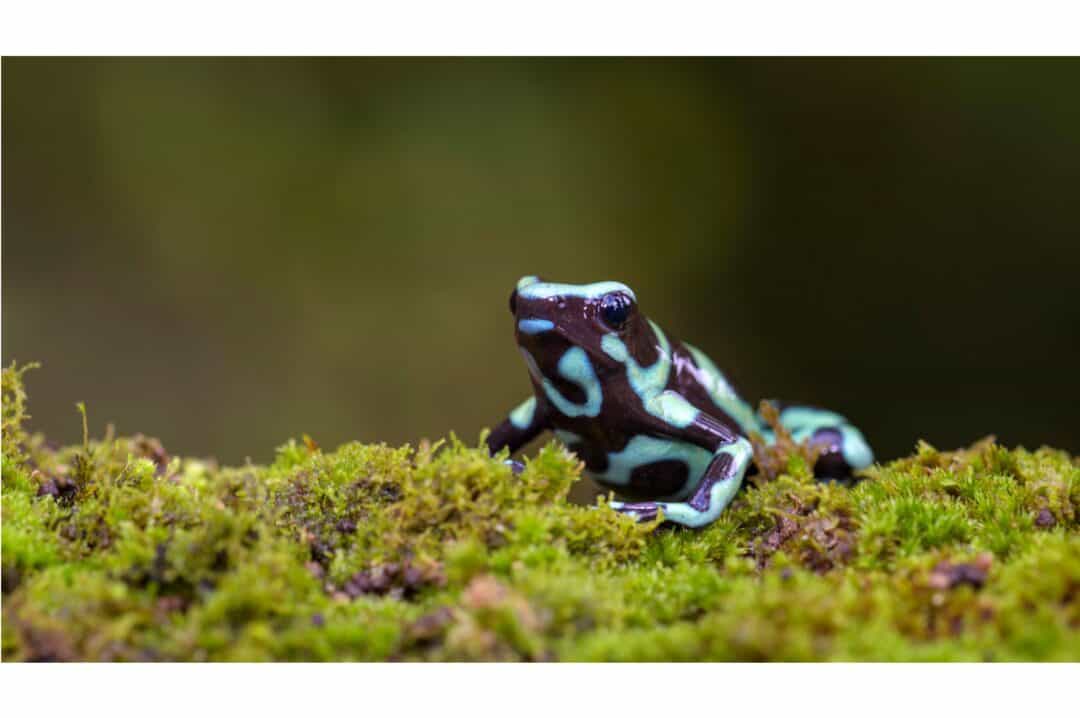 Florida’s Poisonous Frogs and What To Do If It All Goes Wrong - Animals ...