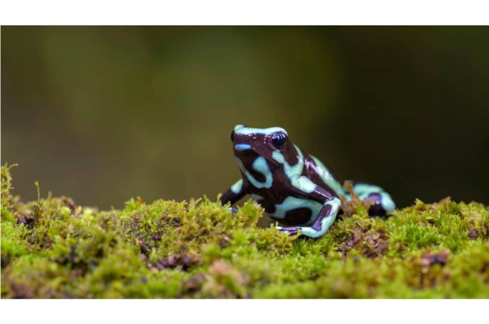 The Tiny but Lethal Golden Poison Dart Frog - Animals Around The Globe
