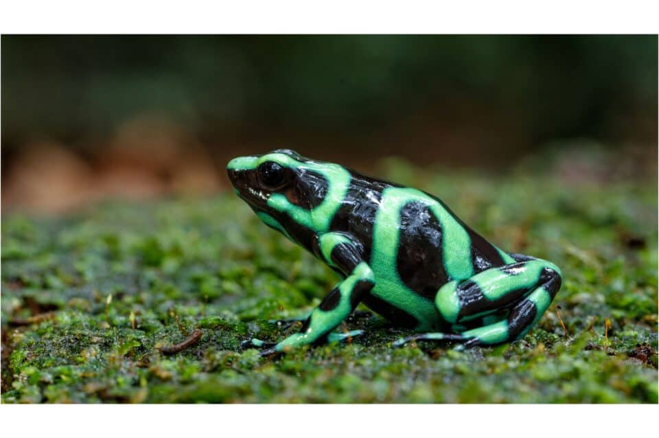The Secret of How Frogs Survive Toxic Environments - Animals Around The ...