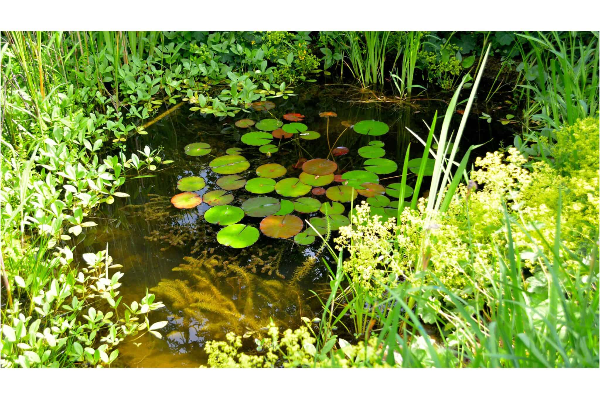 Florida’s Poisonous Frogs and What To Do If It All Goes Wrong - Animals ...