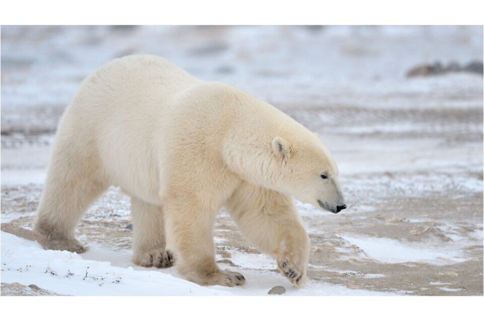 The Arctic Divergence of Polar Bears Over 500,000 Years Ago - Animals ...