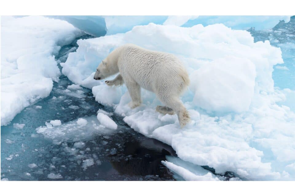 The Arctic Divergence of Polar Bears Over 500,000 Years Ago - Animals ...
