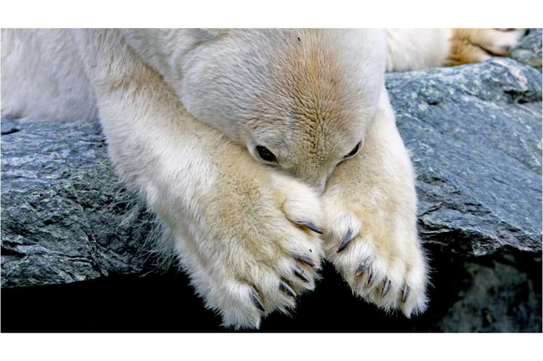 The Arctic Divergence of Polar Bears Over 500,000 Years Ago - Animals ...
