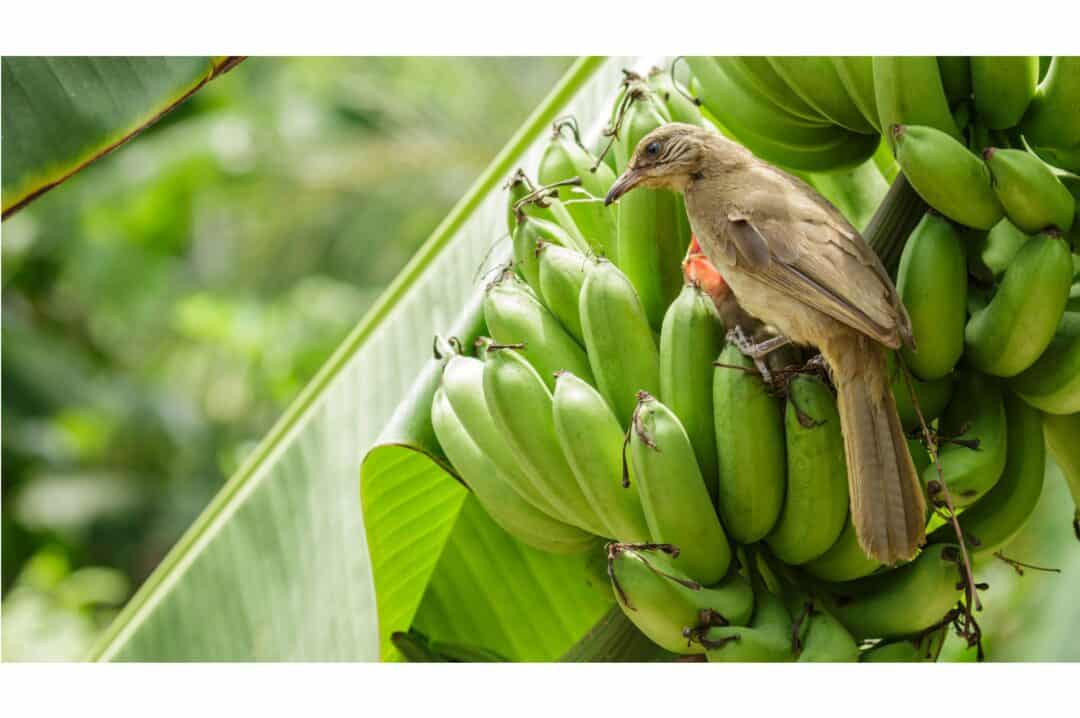 The Banana Is About to Go Extinct But There Might Be a Solution ...