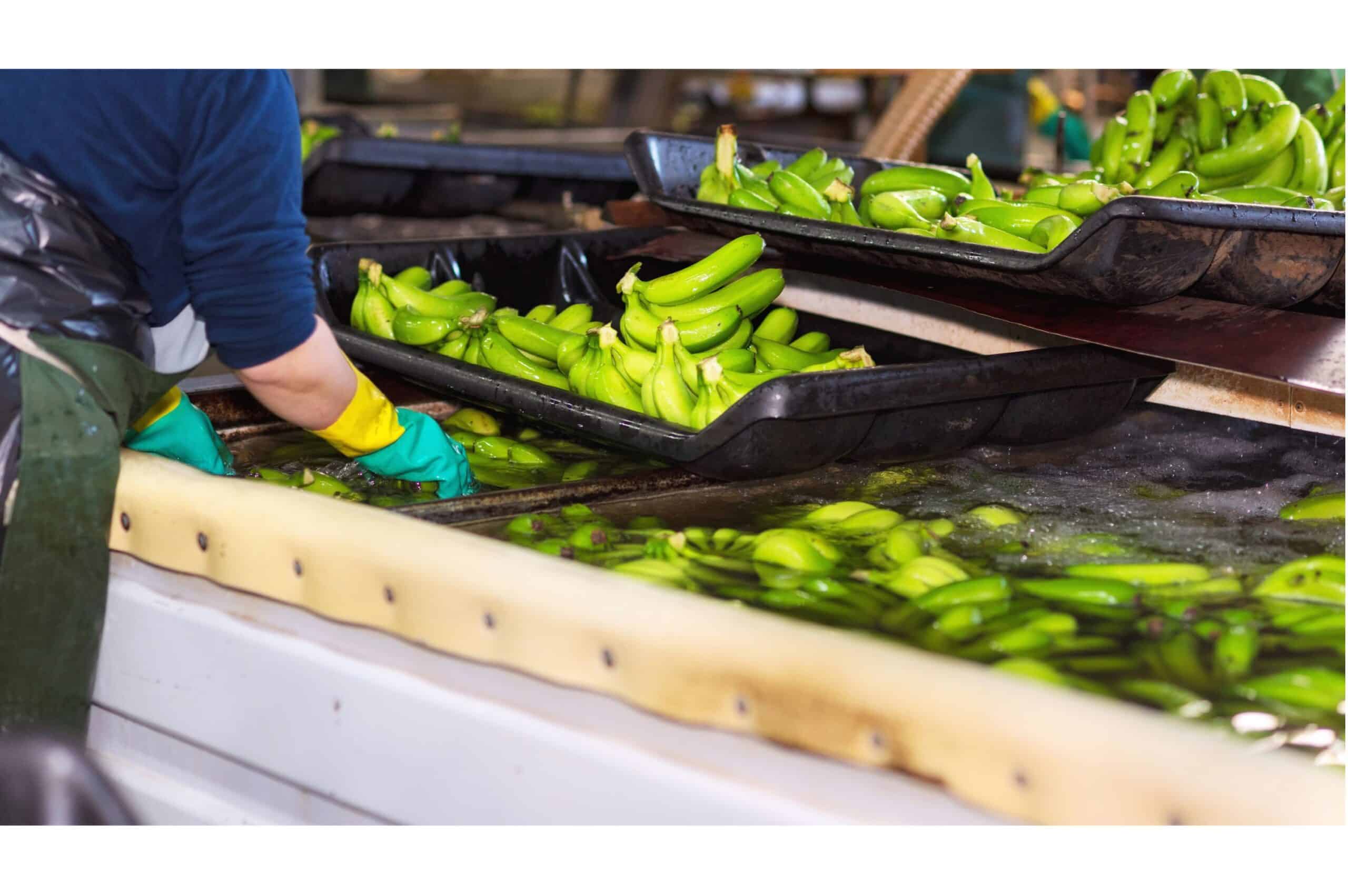 The Banana Is About to Go Extinct But There Might Be a Solution ...