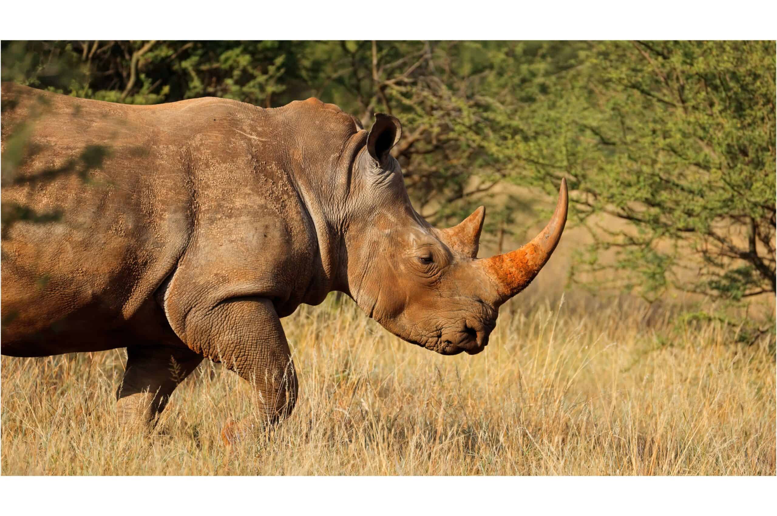 Radioactive Rhino Horns To Curb Poaching In South Africa - Animals ...
