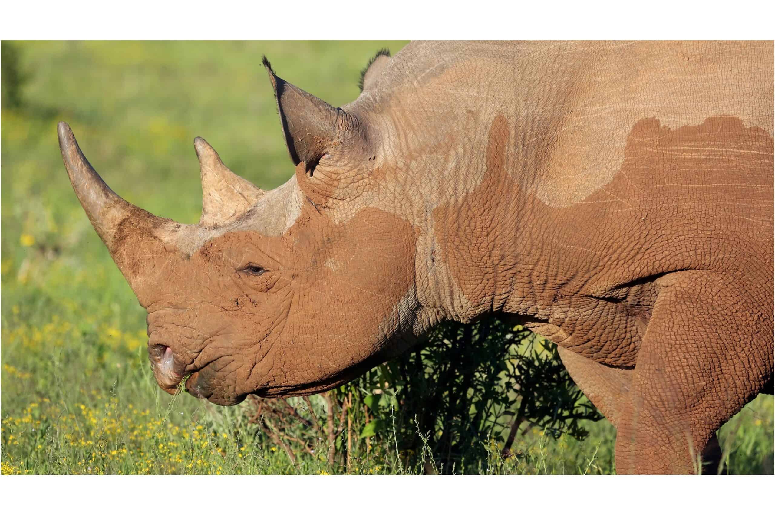 Radioactive Rhino Horns To Curb Poaching In South Africa - Animals ...