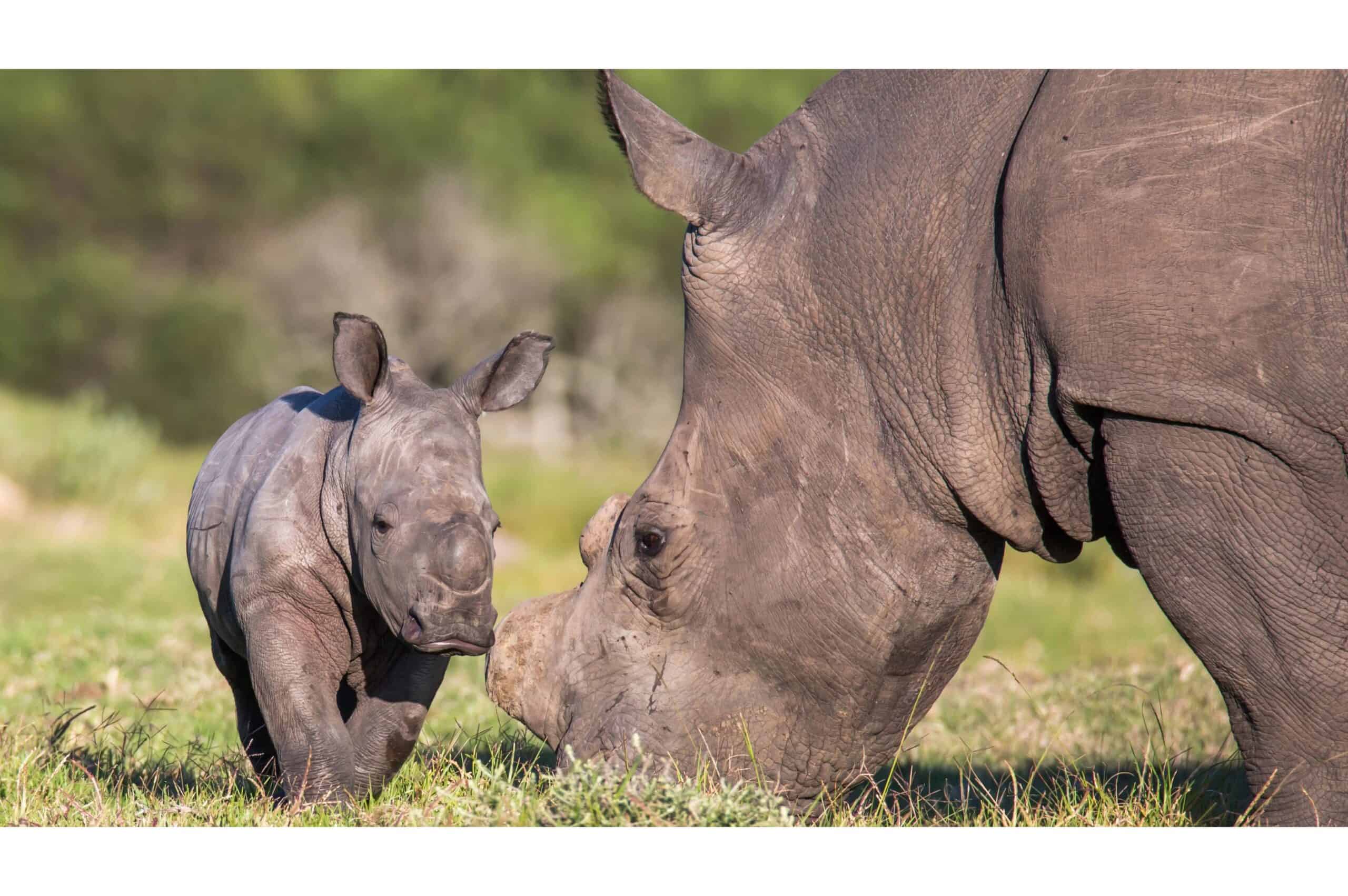 Radioactive Rhino Horns To Curb Poaching In South Africa - Animals ...
