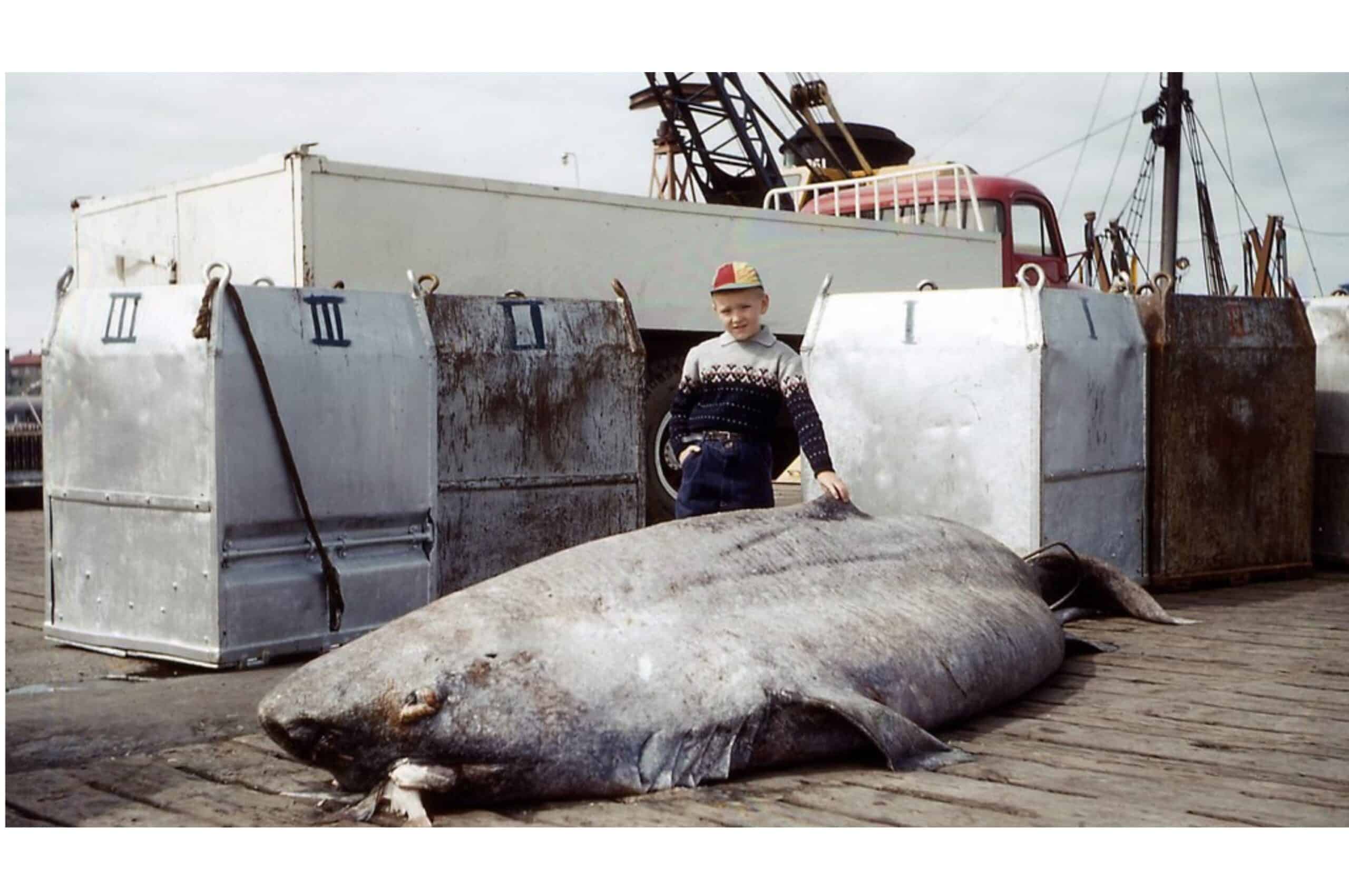 The Oldest Known Vertebrate on Earth is Over 500 Years Old - Animals ...