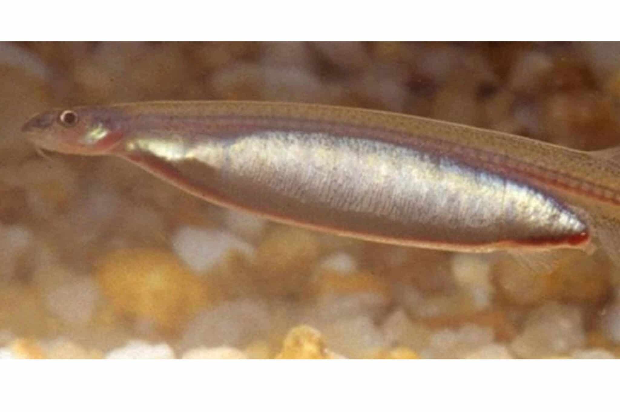 9 Animals That Suck Blood for a Living - Animals Around The Globe