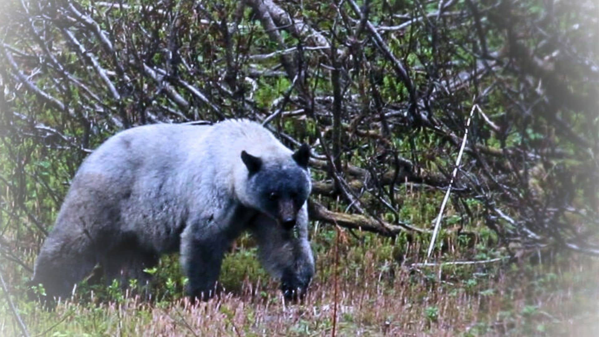 8 Facts Scientists Finally Know About North America’s Rarest and Most ...