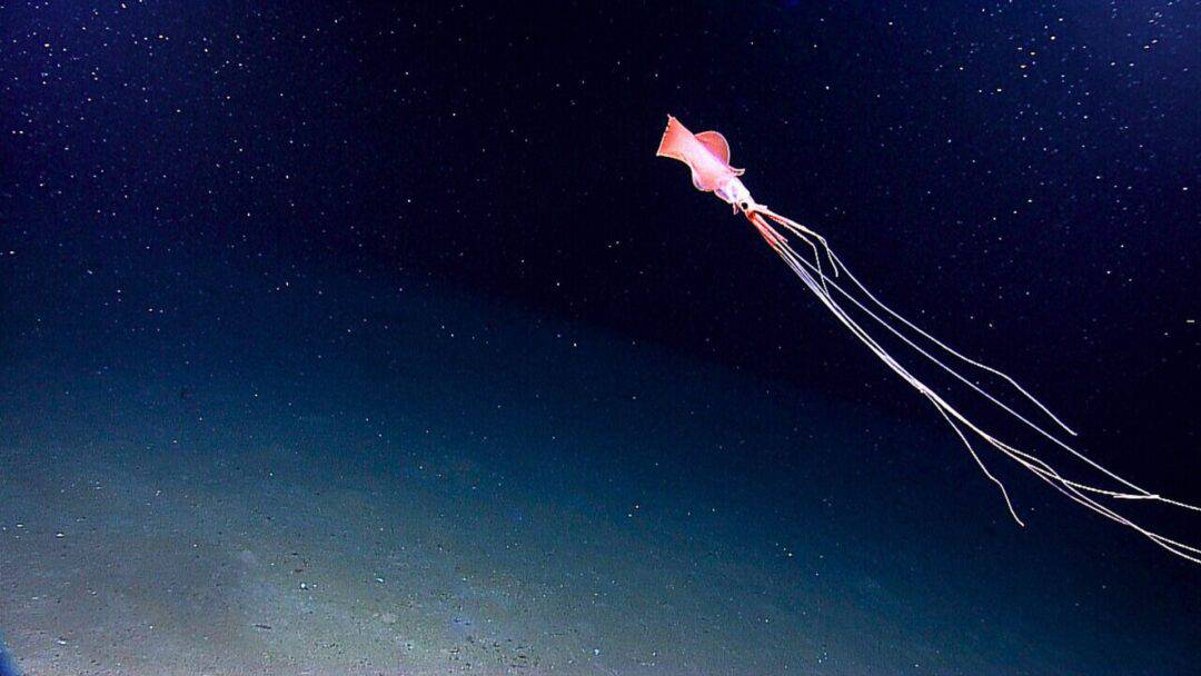 The Largest Deep-Sea Creatures Ever Found