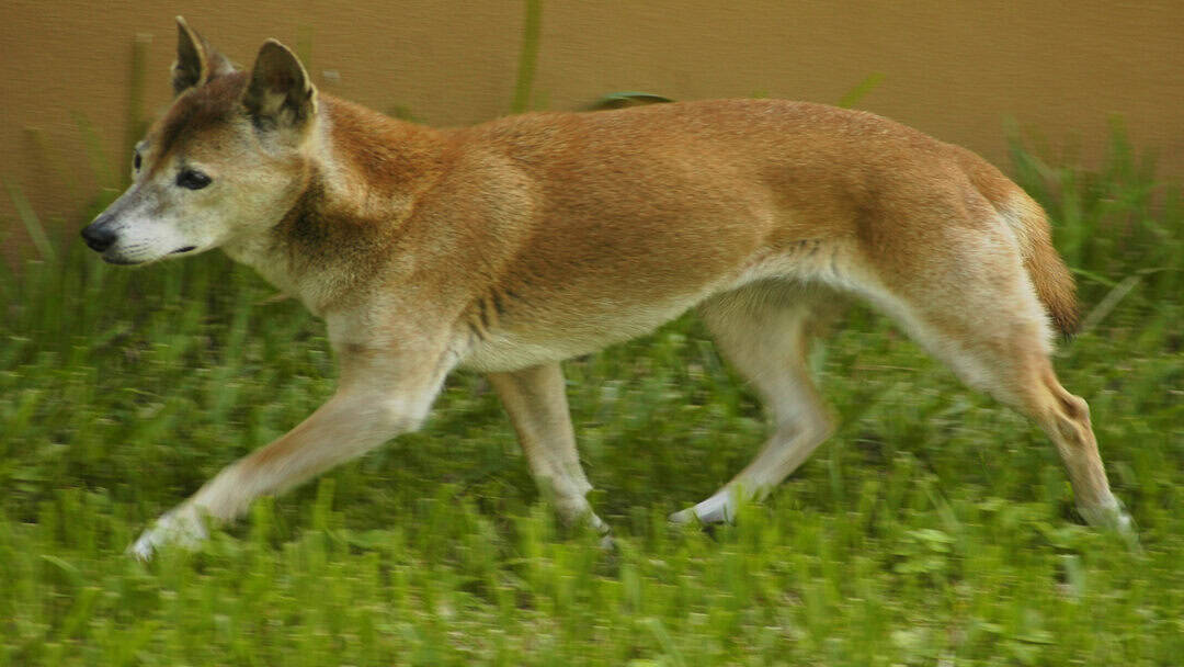 Rarest Dog in the World Sings in Mountains of Papua New Guinea