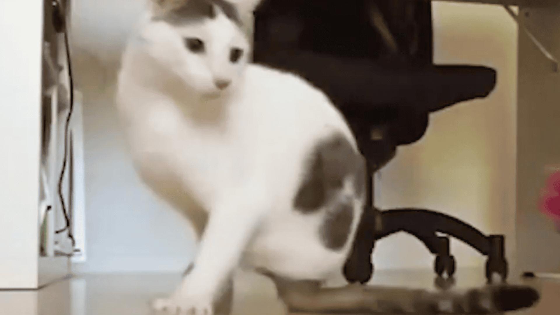 Rescued Energetic Cat Missing 2 Legs Gets Loving Surprise - Animals ...