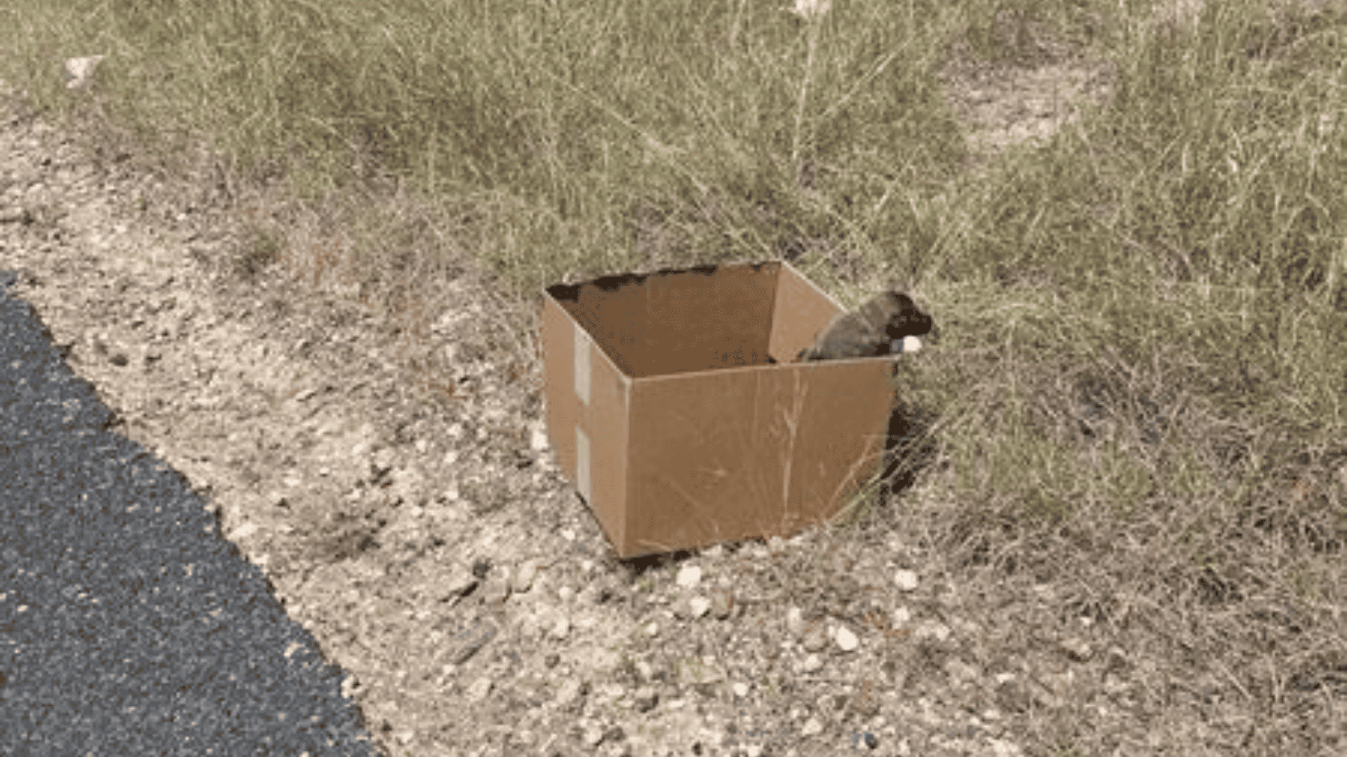 Woman Shocked to Find Helpless 8-Week-Old Puppies Abandoned in Box on ...