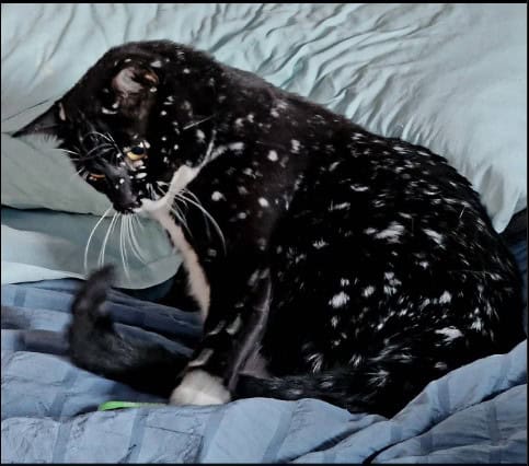 Meet Gatsby, the Cat With Fur That Shines Like a Galaxy of Stars