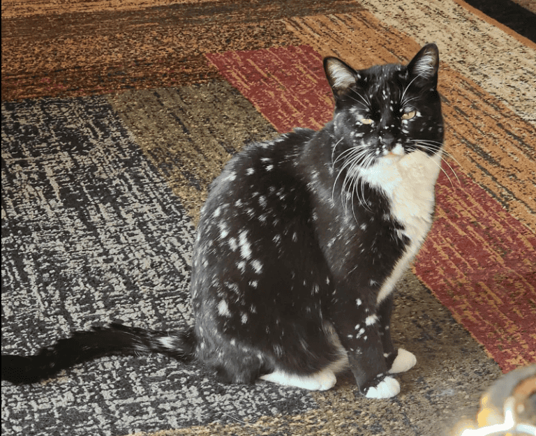 Meet Gatsby, the Cat With Fur That Shines Like a Galaxy of Stars