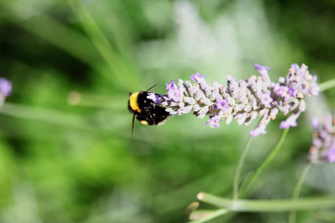 How Bees Were Once Believed to Be Messengers to the Gods