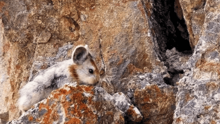 Meet The Ili Pika, An Adorable Endangered Species Fighting Extinction ...