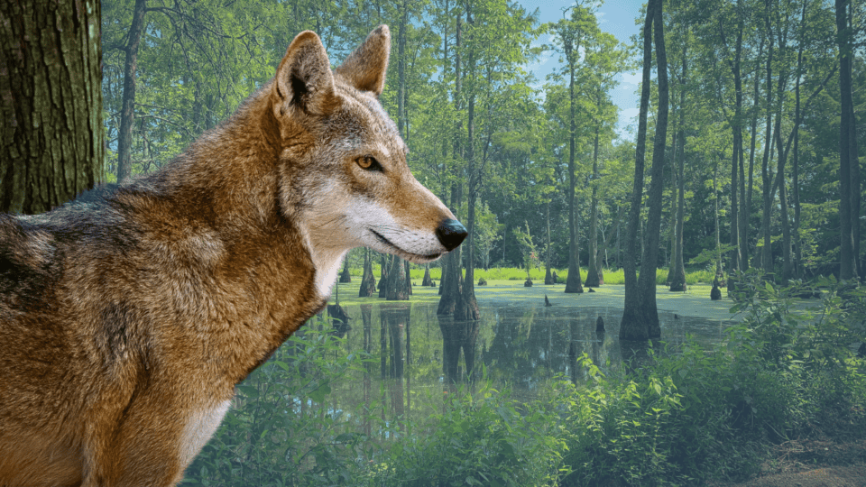 US Animal News - Animals Around The Globe