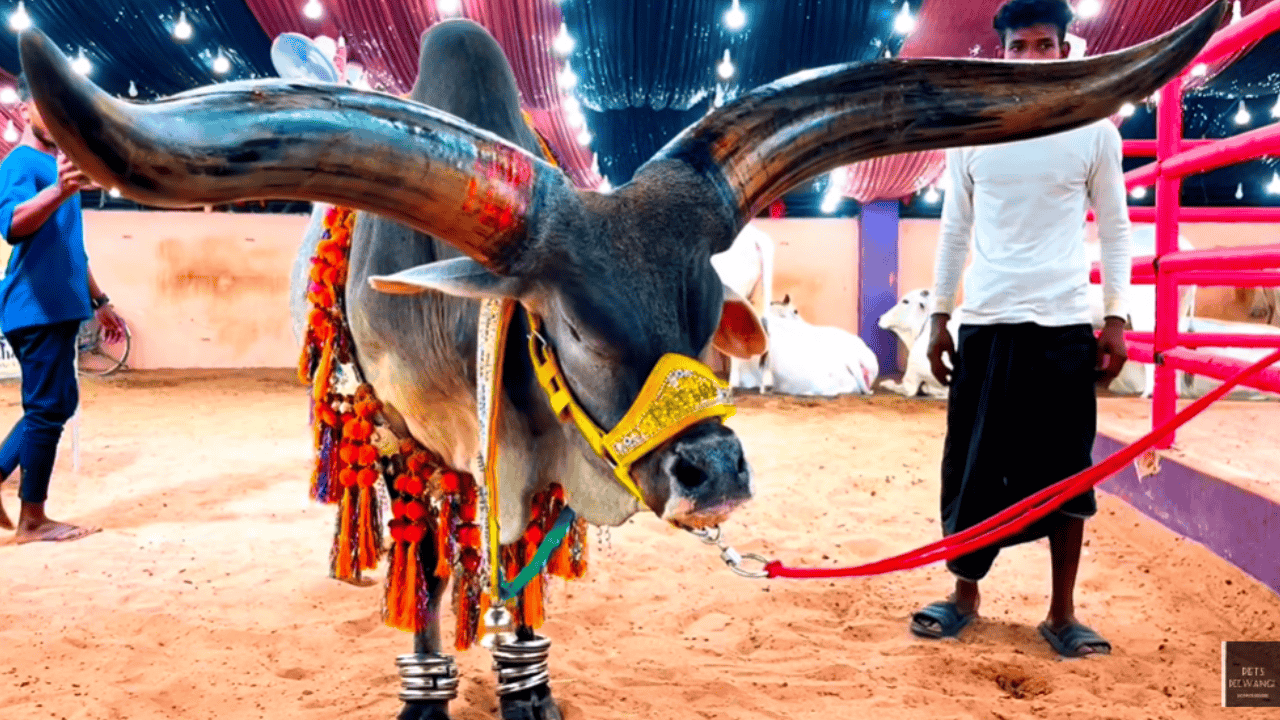 Watch: Indian Cattle Fair Showcases Bull Breed with Insane Pair of ...