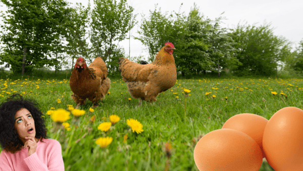 Which Came First, the Chicken or the Egg? New Study Reveals an Answer ...