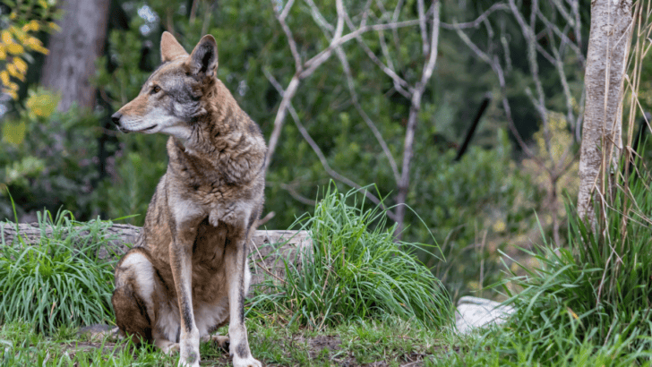 12 Facts About the World’s Rarest Endangered Wolf Found Only In North ...