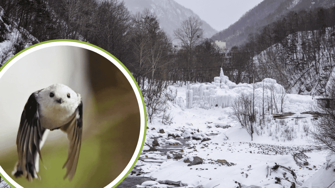 Meet The Snow Fairy, an Adorable Pokémon Like Bird Found Only in Japan ...