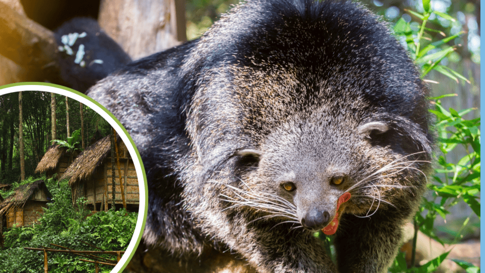 What Is a Binturong? 12 Facts About One of Nature’s Most Critically ...
