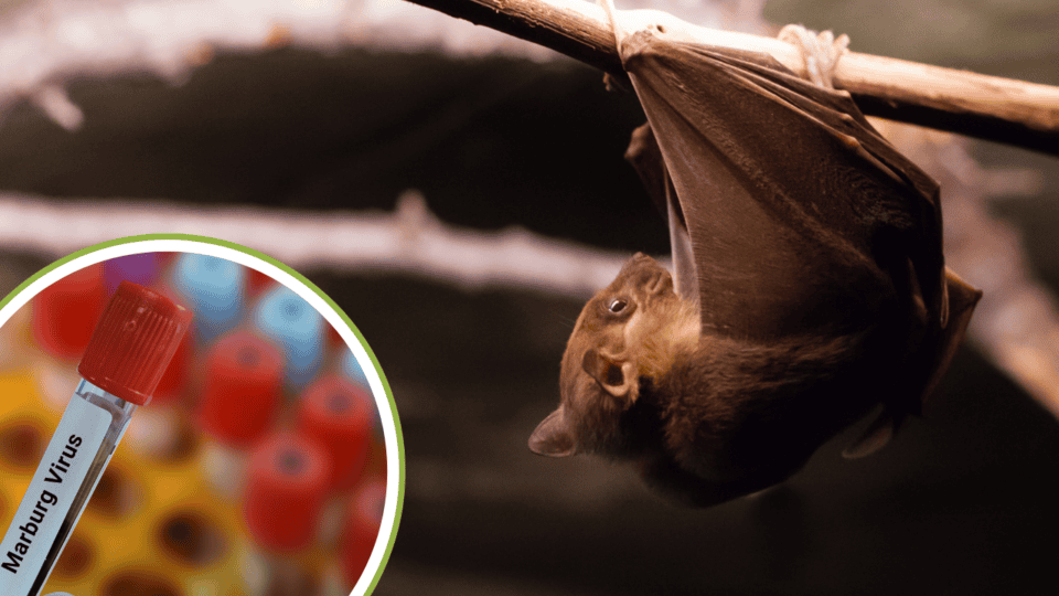 The World’s Deadliest Cave is Not Home to A Scary Beast, But Something ...