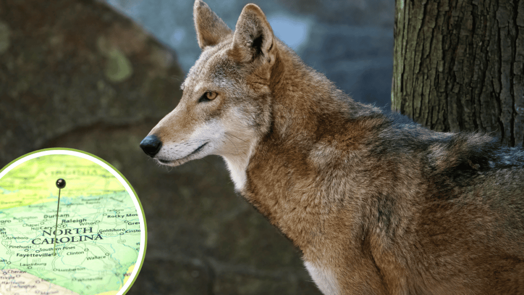 12 Facts About the World’s Rarest Endangered Wolf Found Only In North ...