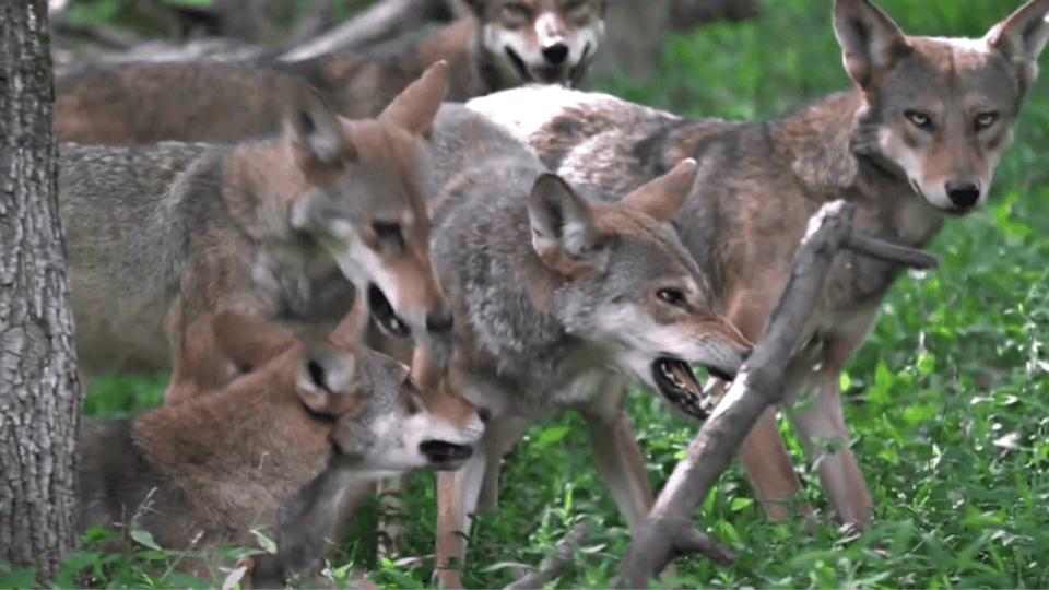 What’s Being Done to Save the Red Wolf