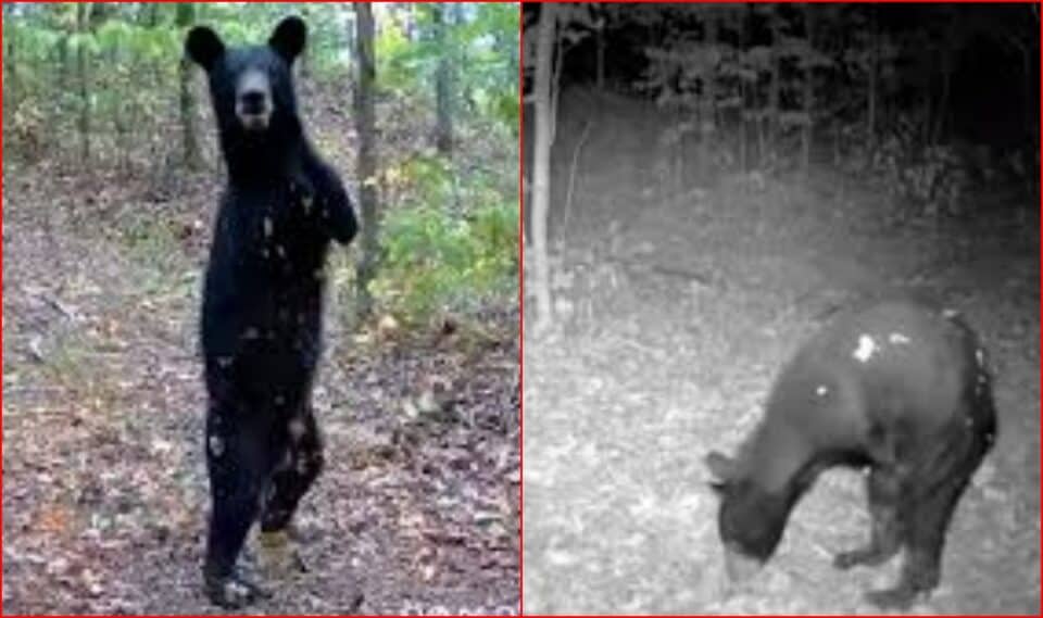 Trail Camera Captures Extraordinary Two-Legged Bear in West Virginia