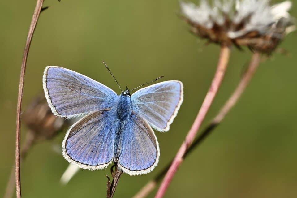 45 of the Newest Animal Species Discovered in 2024 - Animals Around The ...